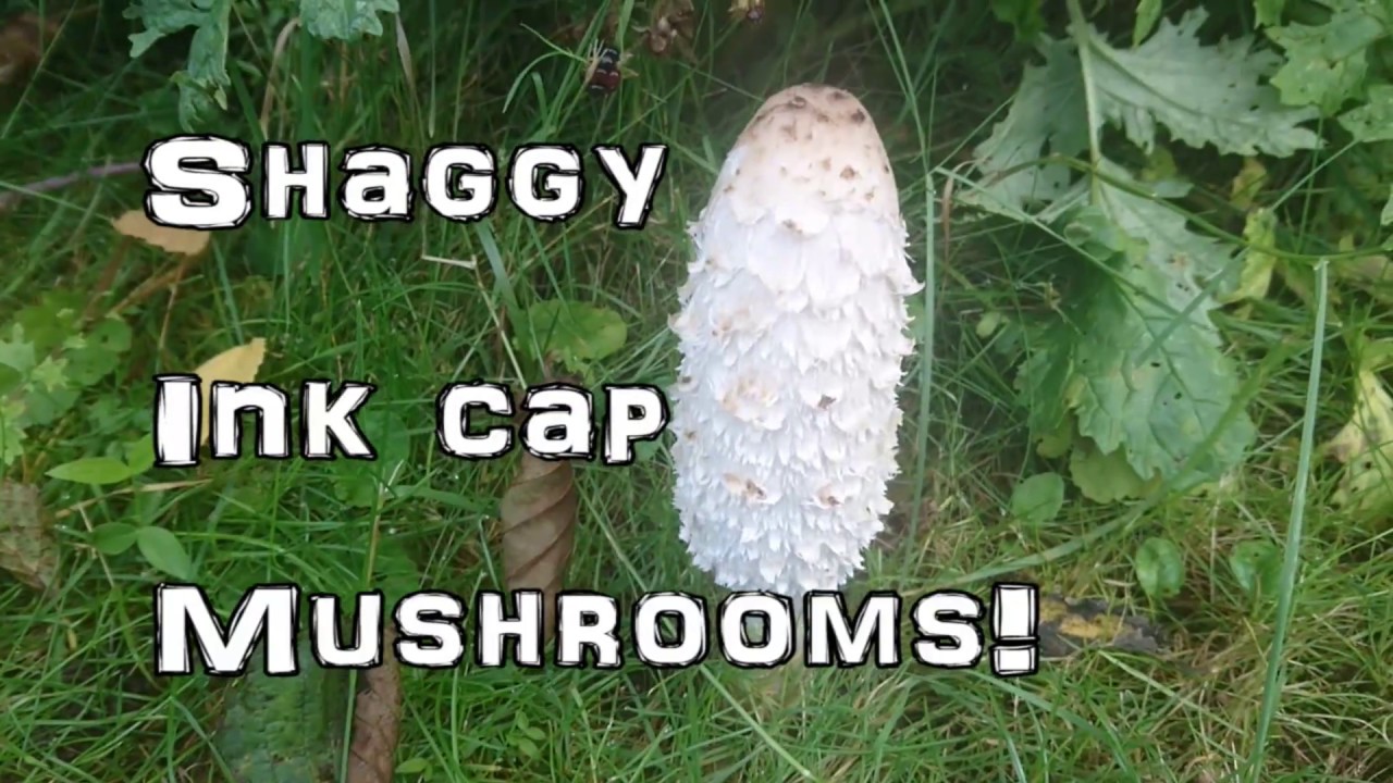 Wild Edible Mushrooms. Shaggy Ink Cap Mushrooms. How to Make Ink from ...