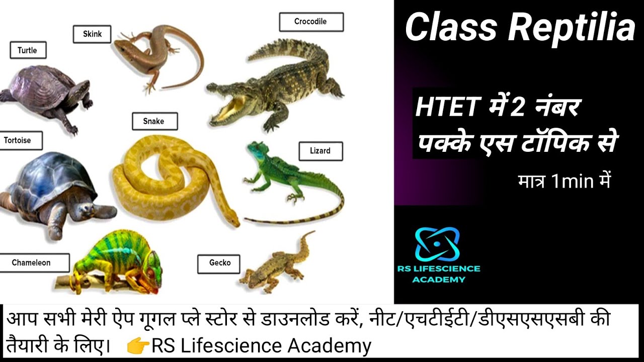 Main characteristics of class reptilia with example| class reptilia ...