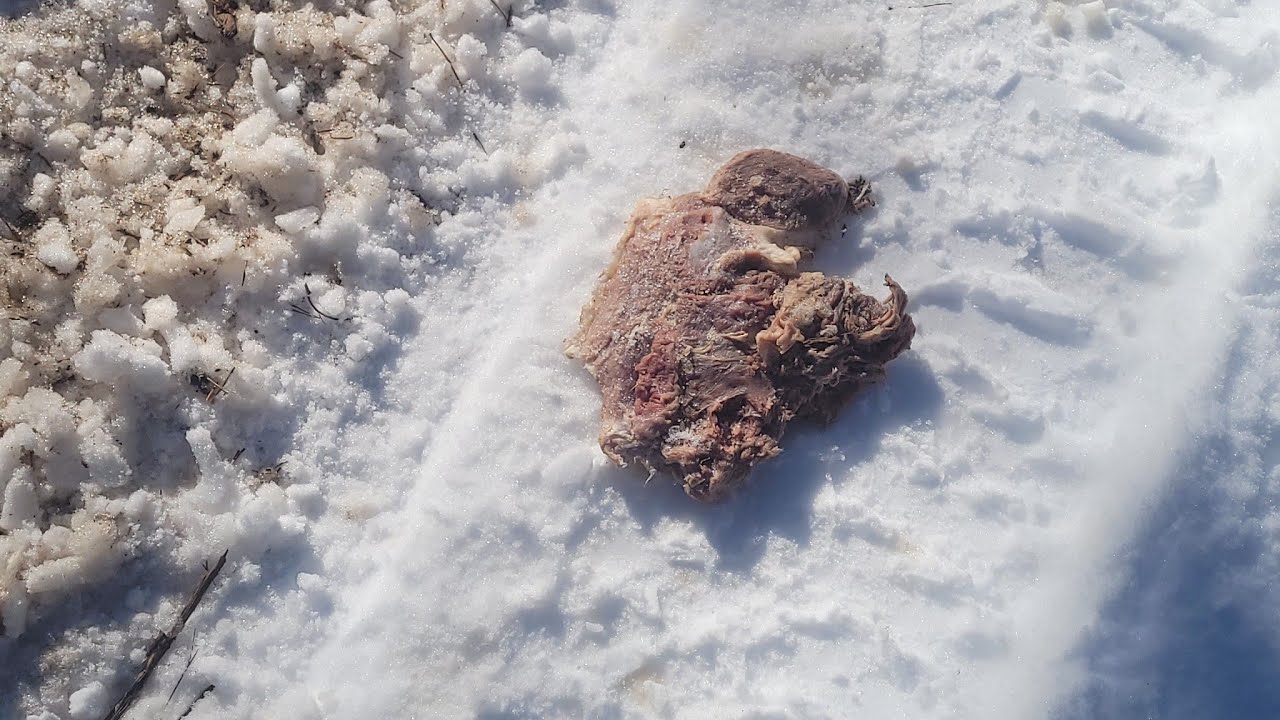 Cryptid hunter in the snow! - YouTube