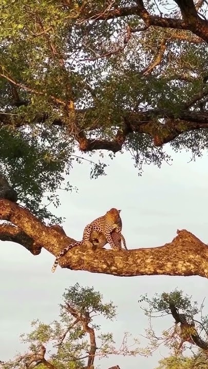 Mother leopard teach her cub how to climb a tree when he see the enemy# ...
