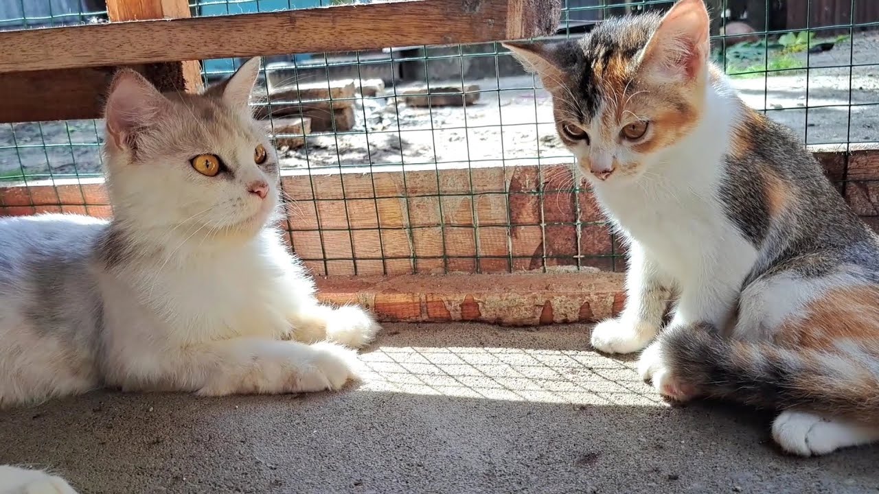 the way the calico kitten approached its mother to drink milk from her ...