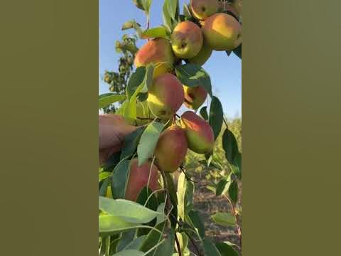 Киргизка зимова плюси та мінуси #садпавлюка #сад #саджанці #дача #груша ...