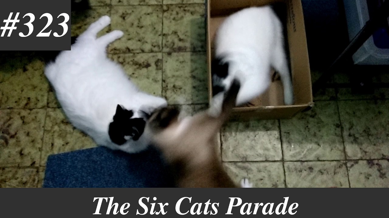 Two cats playing and fighting in a box - YouTube
