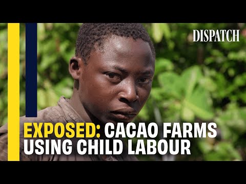 The Dark Side of Chocolate: Child Slavery in the Cocoa Industry | DISPATCH | HD Cocoa Documentary