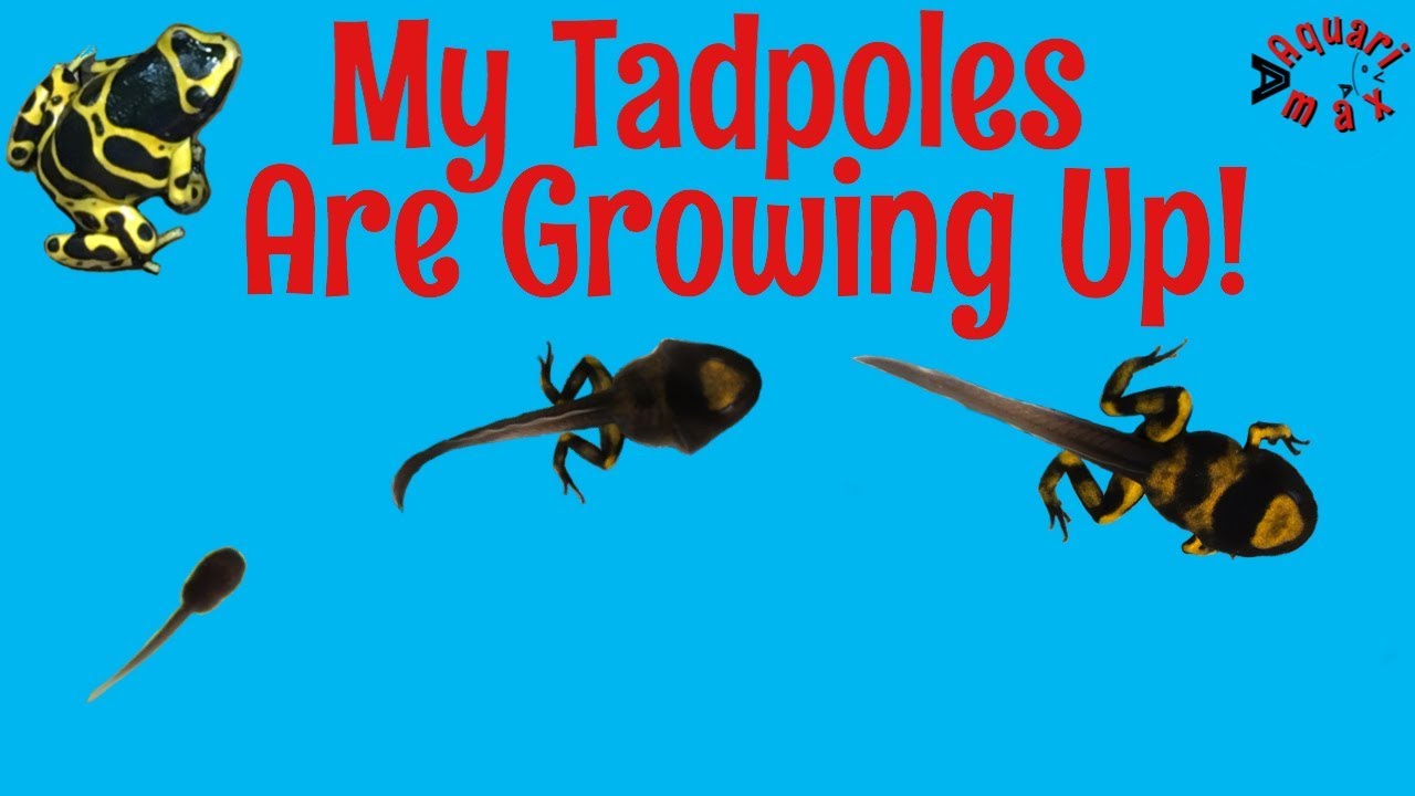 Dart frog Tadpole Development - YouTube