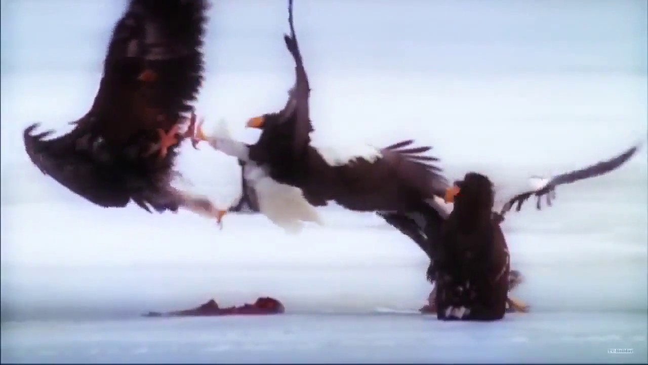 Top Documentary AnimalNational Geographic Documentary - Owl - Wildlife ...