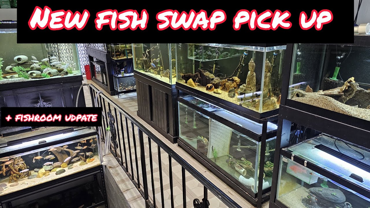I BOUGHT A RARE ALIEN FISH FROM FISH SWAP! + FISHROOM UPDATE - YouTube