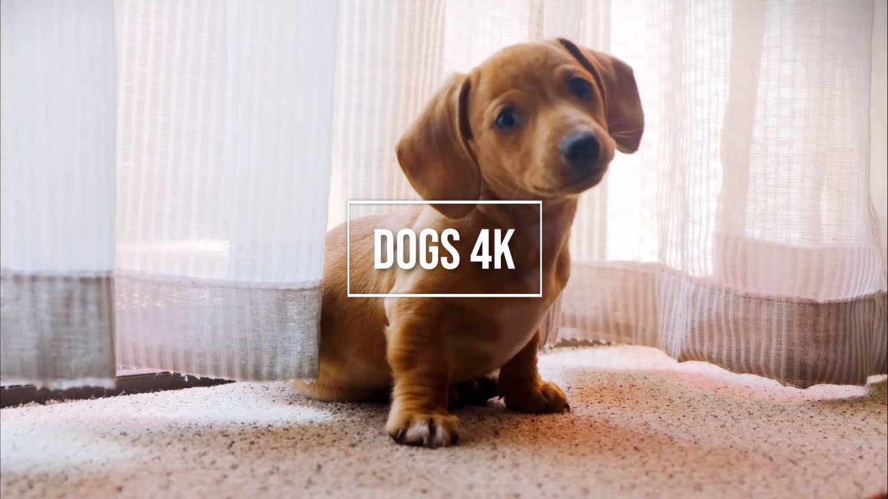 Dogs 4K (UHD) - YouTube