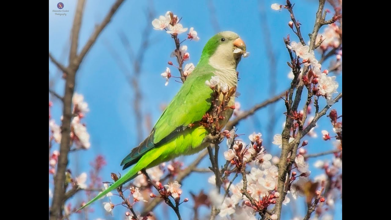 Pappagalli di Roma - YouTube