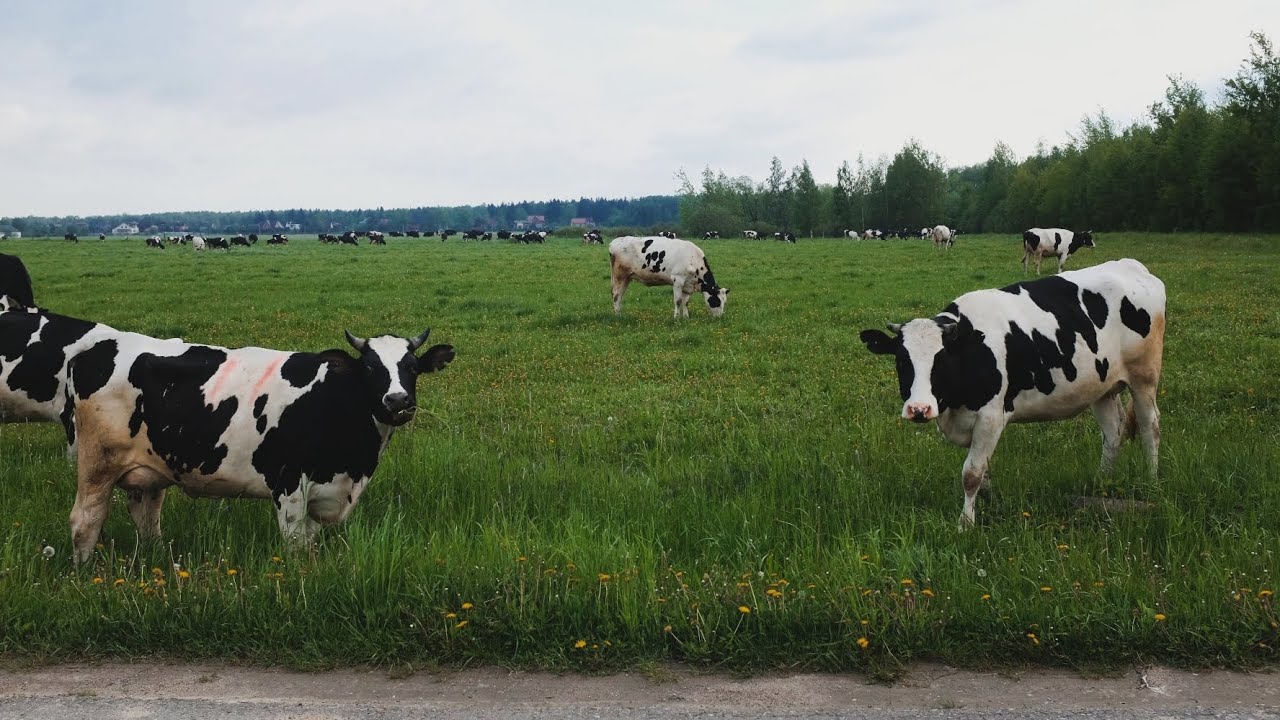 Russia, Moscow region, meadow in Lobnya, cows - YouTube