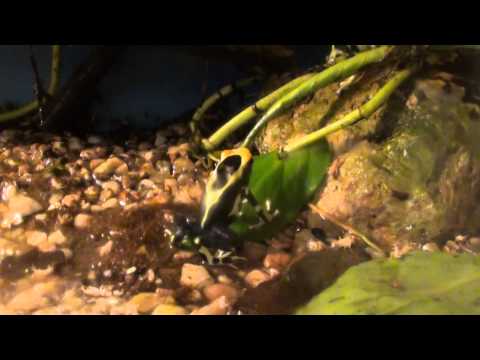DENDROBATES FROG ROOM 002
