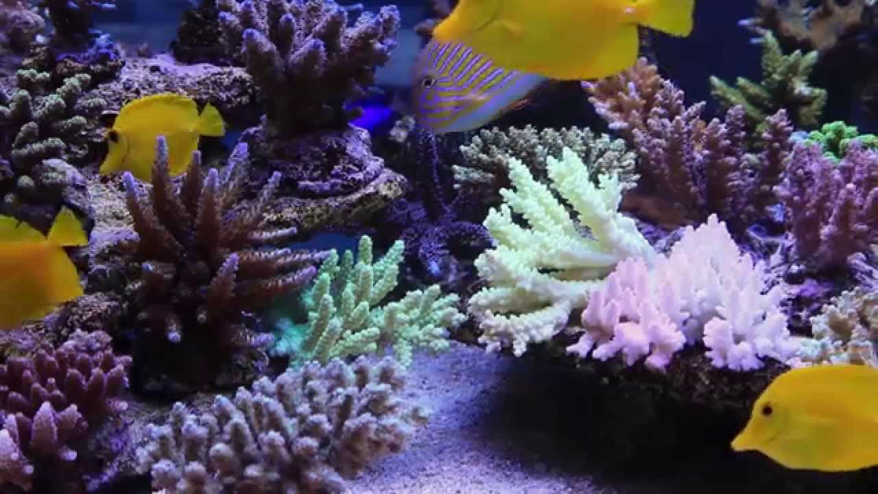 Aquaforest Coralfarm.eu, Amazing corals - YouTube