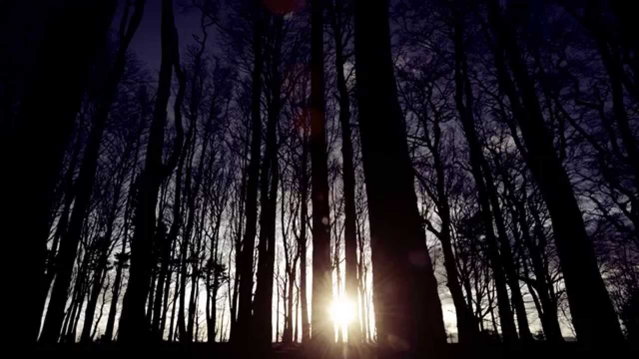 What If Trees Knoll - YouTube