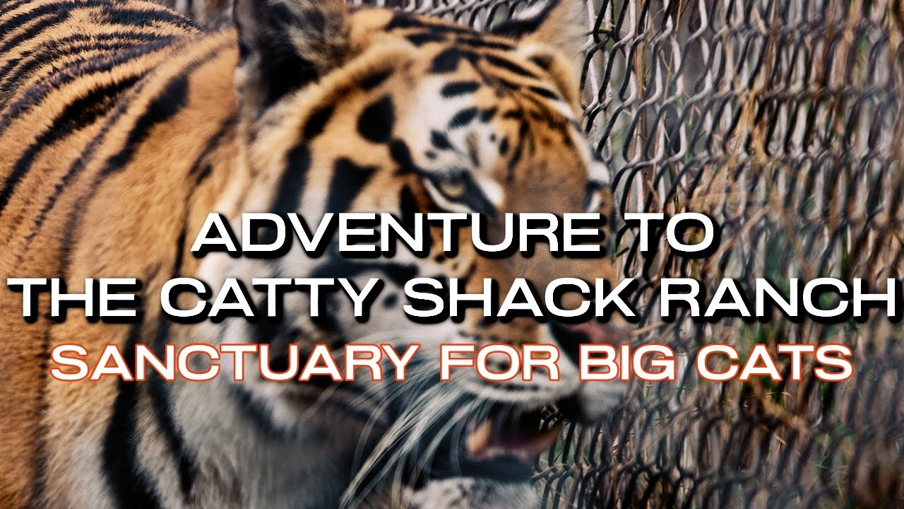 Big Cats!!! Moto Adventure to The Catty Shack Ranch!!! Rescue Sanctuary ...