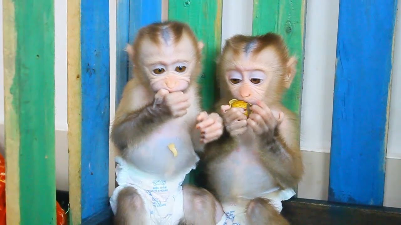 [[So Yummy]] Two Babies Monkey are eating fruit, Looking so Sweet ...