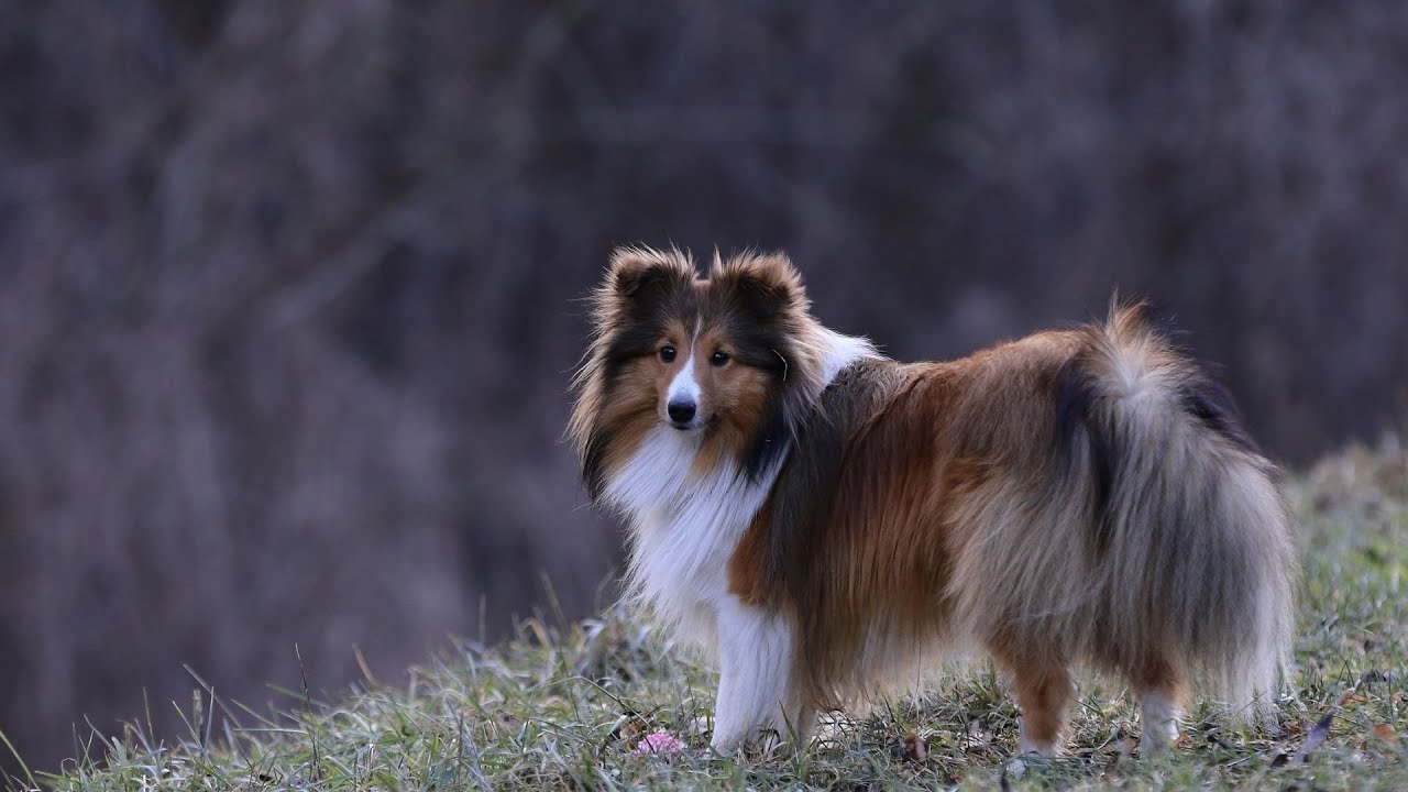 The Stunning Colors and Coat Variations of the Shetland Sheepdog - YouTube