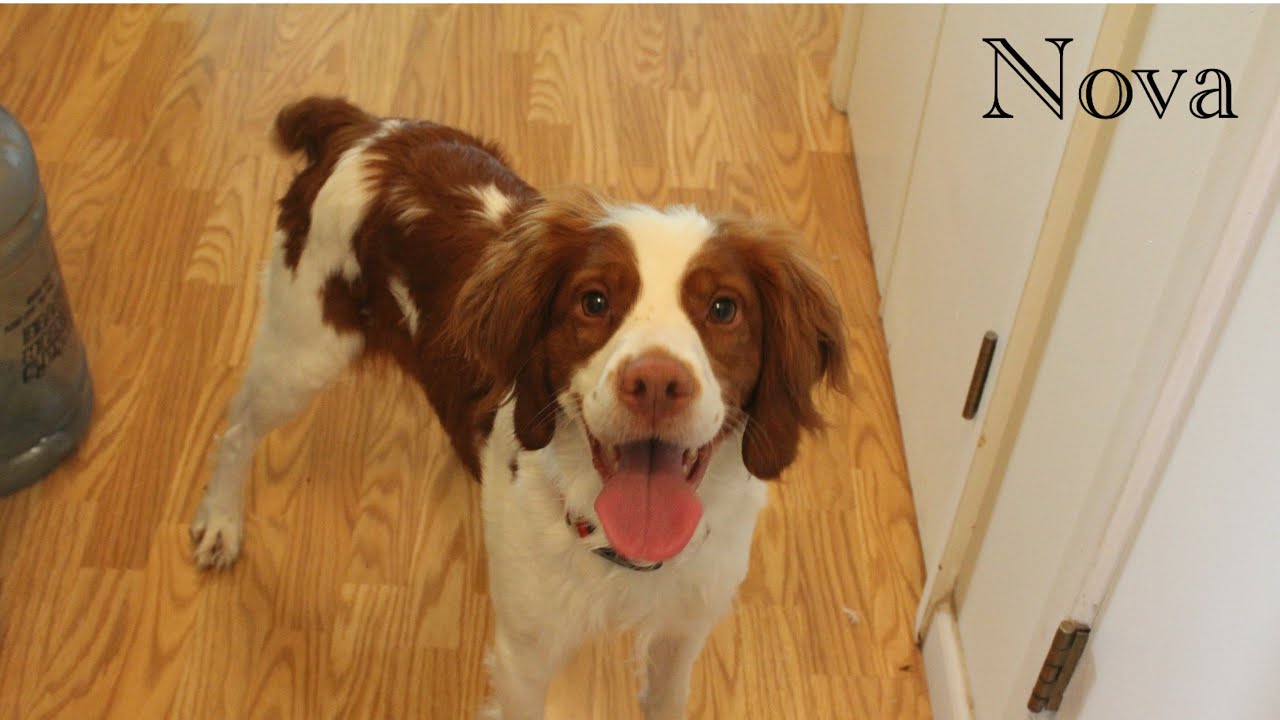 Brittany Spaniel "Nova" | (sorry for bad quality) - YouTube
