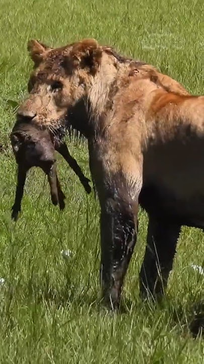 Five Lions Hunt a Warthog, But the Unexpected Happens - YouTube