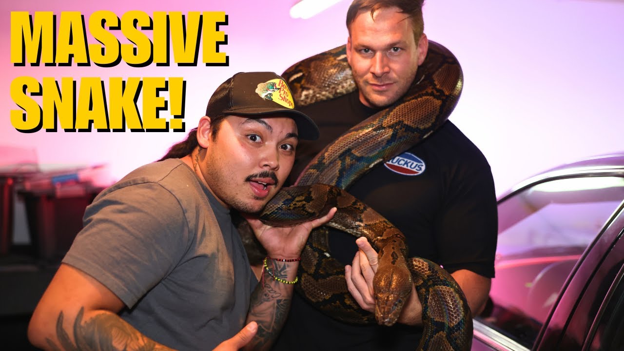 NEVER Buy a 20ft Python! Here's Why - YouTube