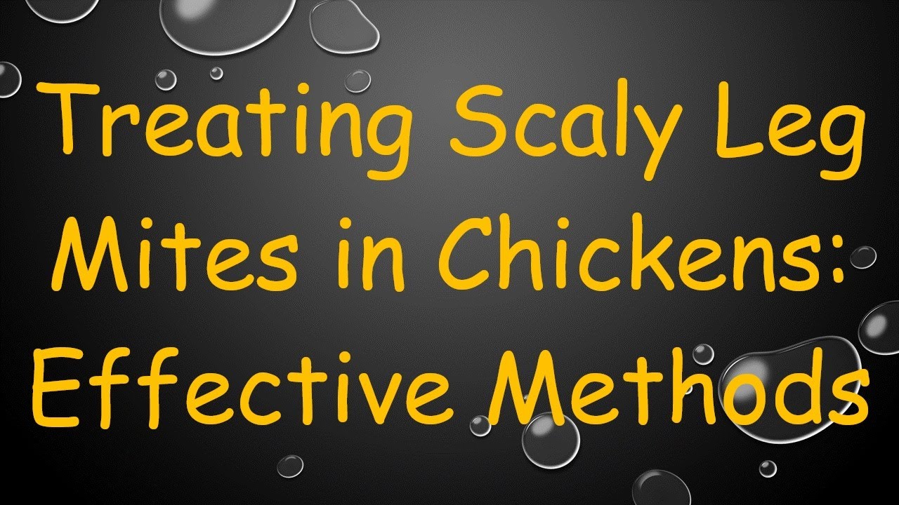 Treating Scaly Leg Mites in Chickens: Effective Methods - YouTube