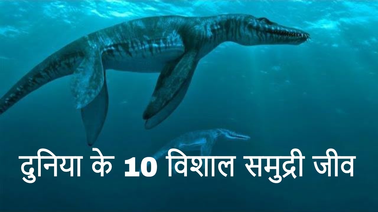Duniya Ke Top 10 Biggest Sea Animals | World Biggest Top 10 Sea Animals ...