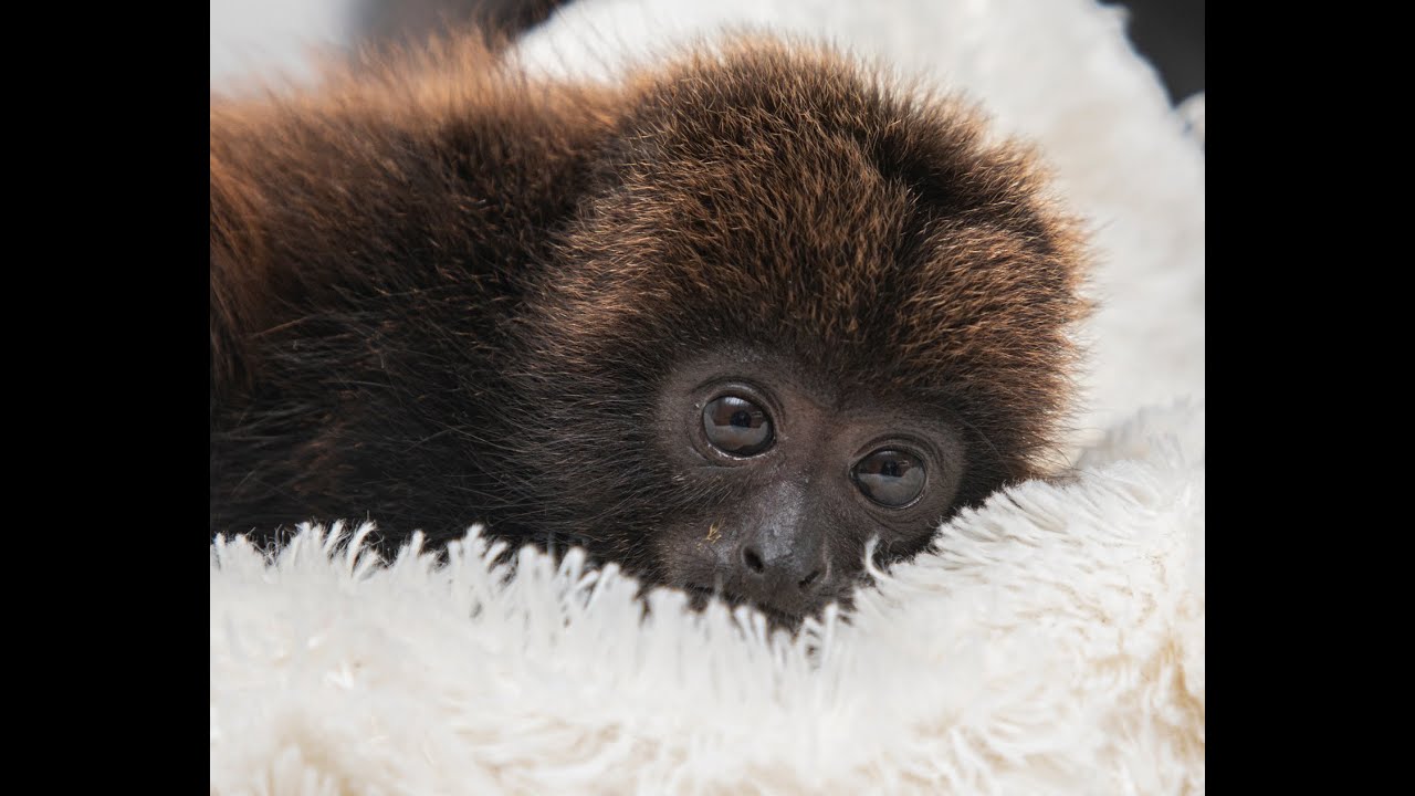 Akin, o filhote de Bugio-ruivo 🐒 - YouTube