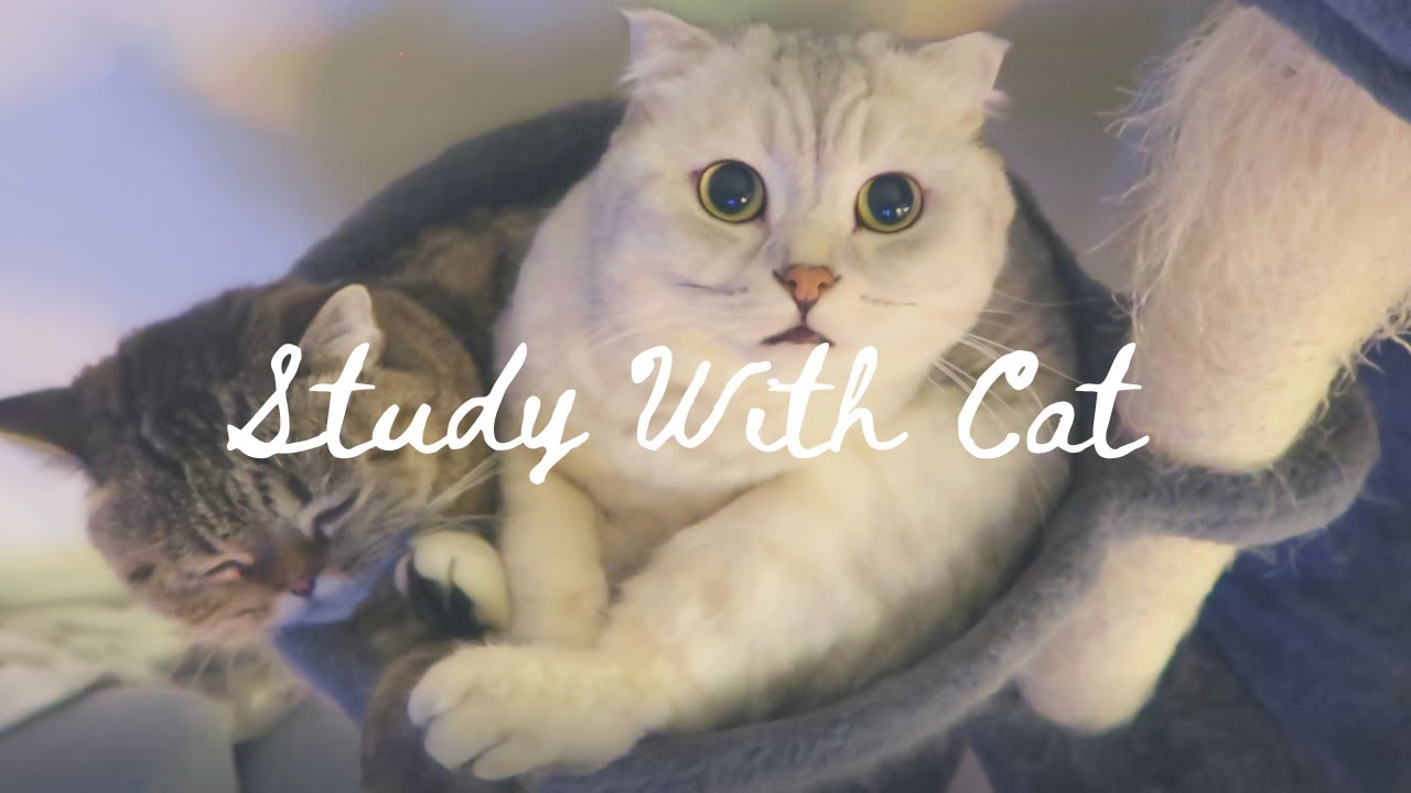 Study With Cat | Happy Cafe Lounge Music Playlist WFH BGM - YouTube