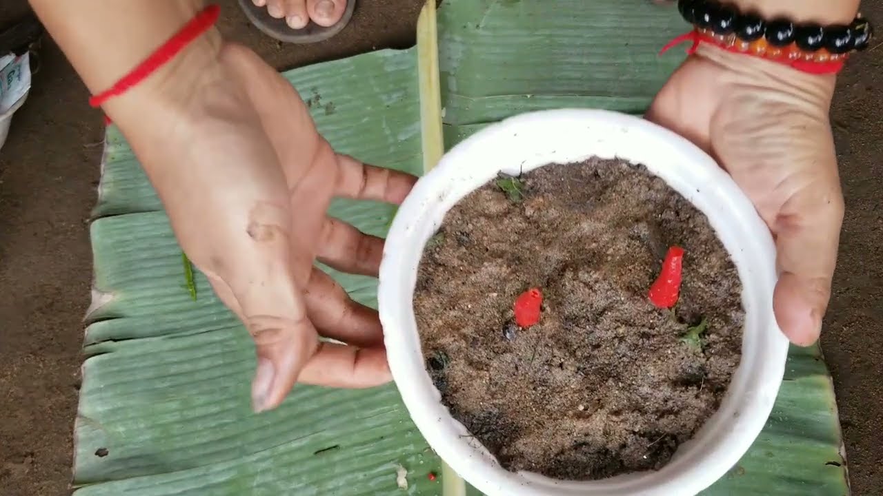 Best technique How to Grow Chilli Tree from Chilli with Aloe Vera ...