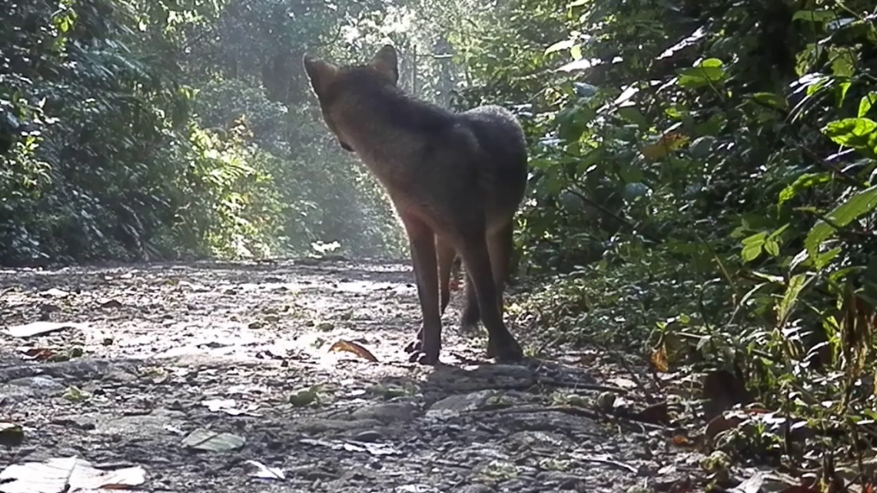 Zorro - Cerdocyon thous - Perro Zorro Andino Hembra - YouTube