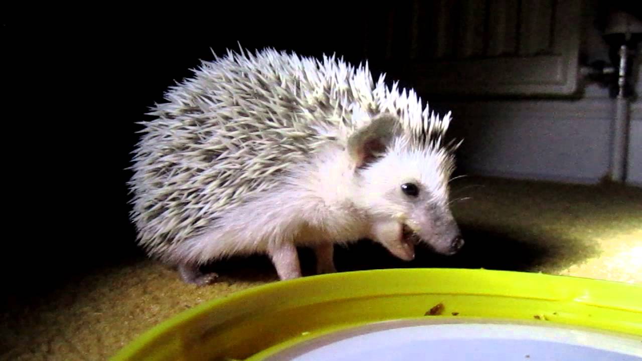 African Pygmy Hedgehog Baby anointing - YouTube