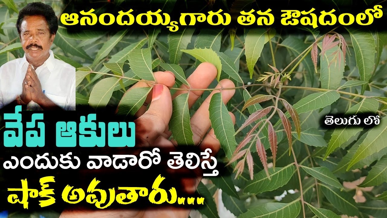 వేప ఆకులు ఎందుకు వాడారో తెలిస్తే షాక్అవుతారు || Real Facts About Vepa ...