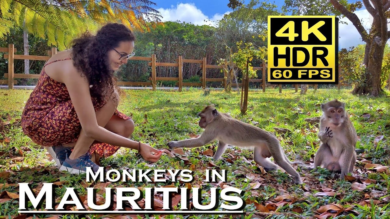 Monkeys in Mauritius , Black River Gorges Park, 4K 60fps HDR 💖 The best ...