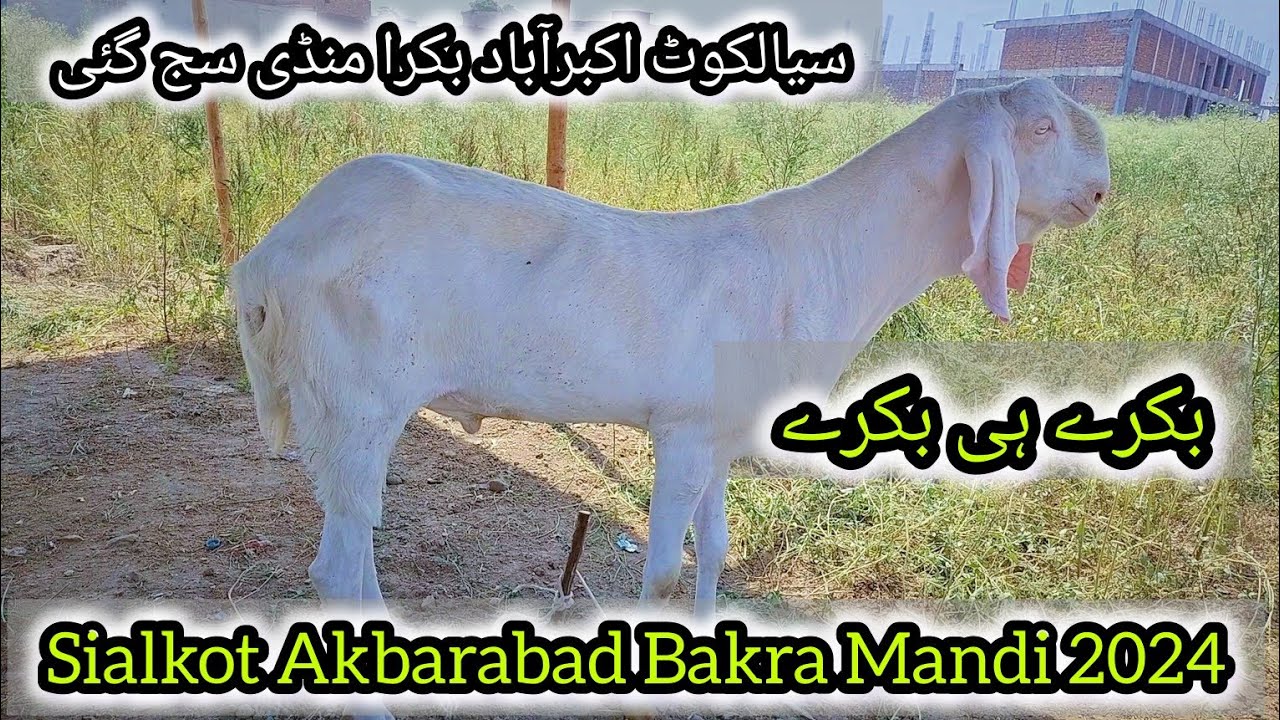 Sialkot Akbarabad Bakra Mandi 2024 | Bakra Mandi Sialkot 2024 | Bakra ...