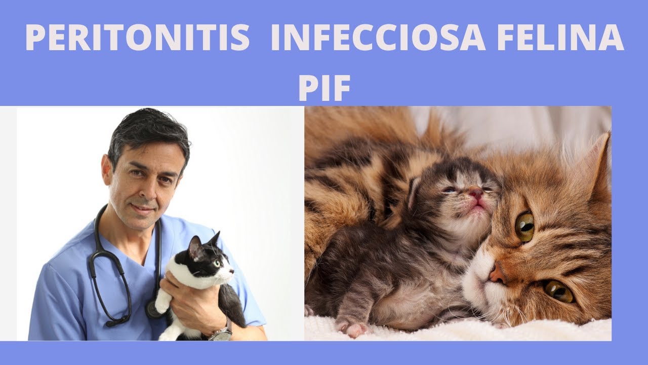 🧡🧡 PERITONITIS INFECCIOSA FELINA/PIF/ CORONAVIRUS FELINO 🧡🧡 - YouTube
