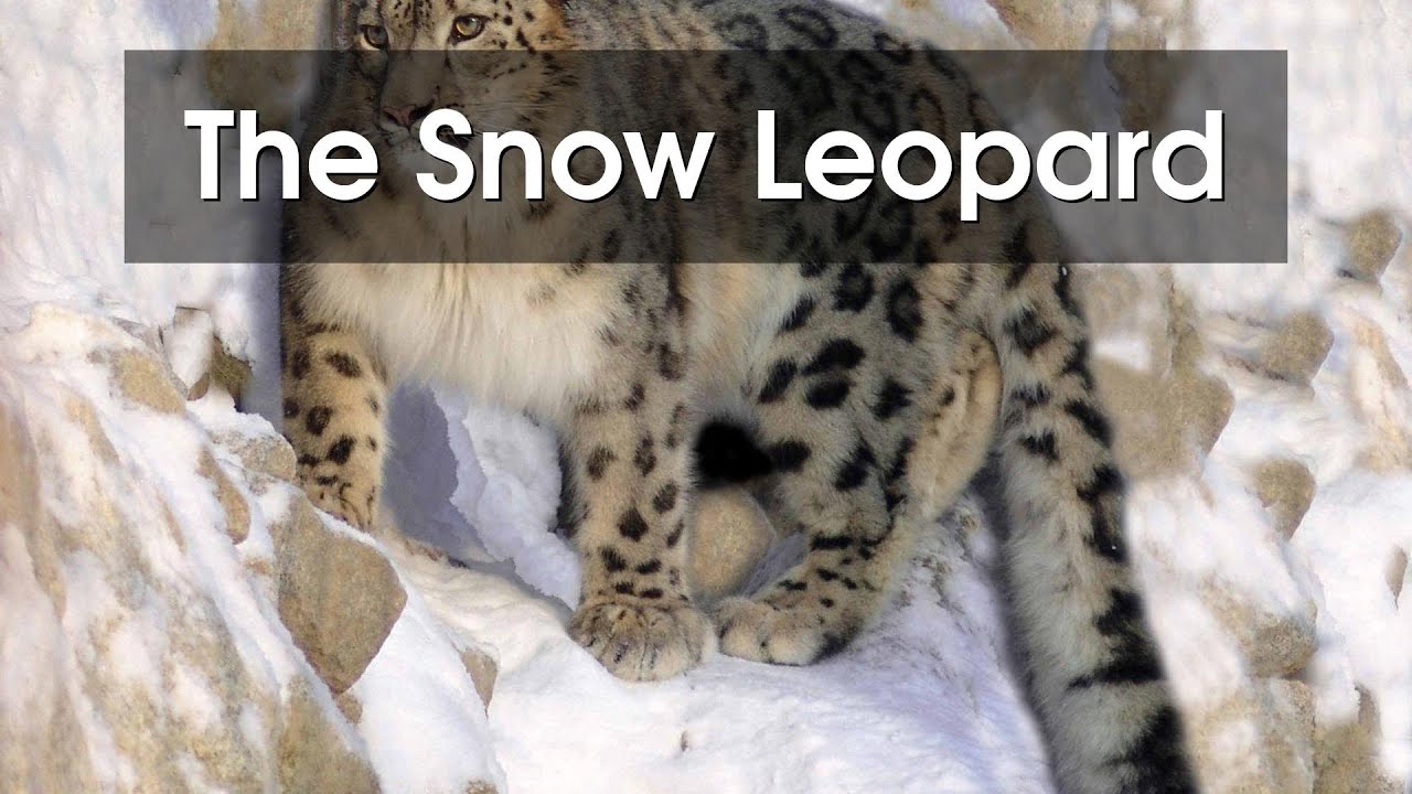 Snow Leopard: Ghost of the Himalayas - YouTube