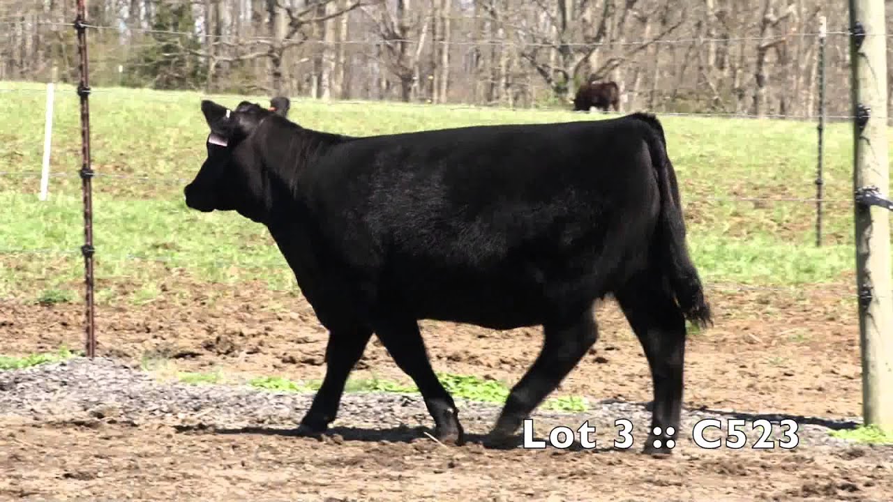 Lot 3 Bramlet Online Heifer Sale - YouTube