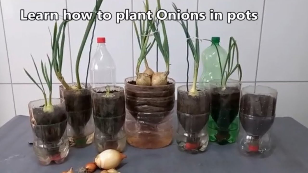 Bottle Garden Self Watering Pop - Onions - YouTube