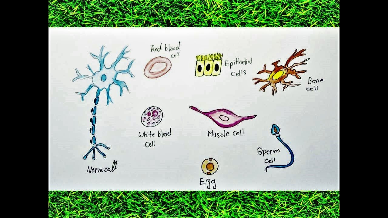 How to draw human's different type of body cells diagram - YouTube