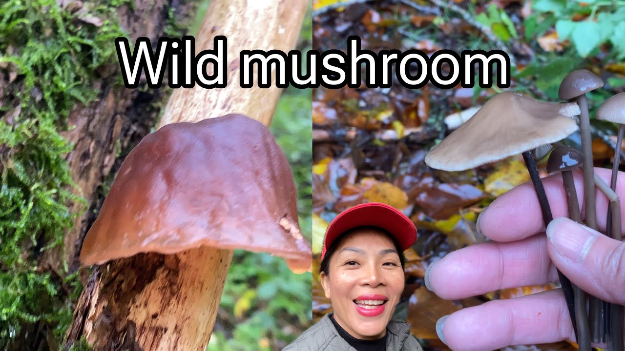 Wild mushroom # garlic mushroom # Rat ear mushroom.26/10/23. - YouTube
