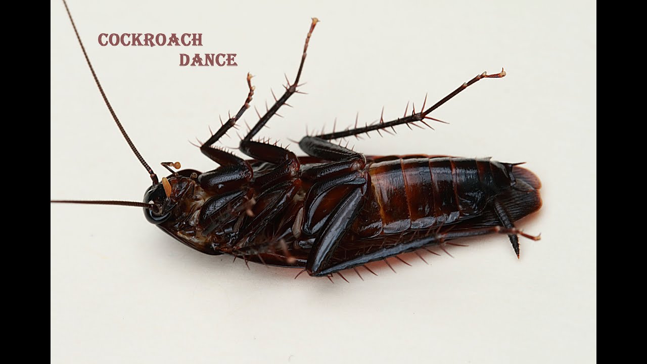 Cockroach Dance | তেলাপোকার নাচ - YouTube