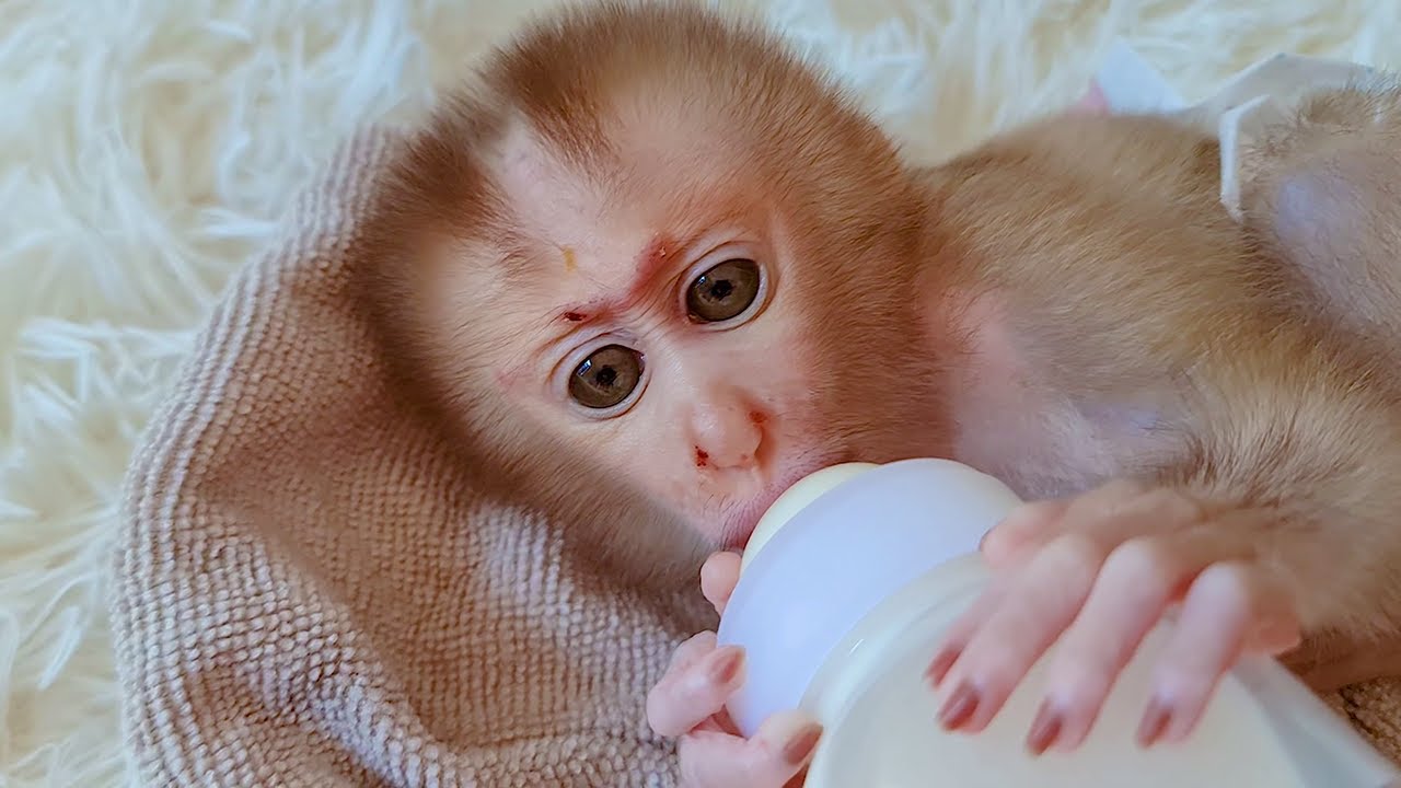 Adorable Babe Monkey Riki Drink Milk after Bathed - YouTube