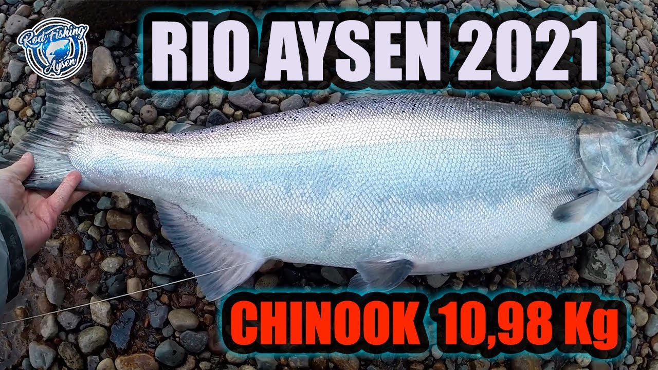 Chinook 10,98Kg 2021 - YouTube