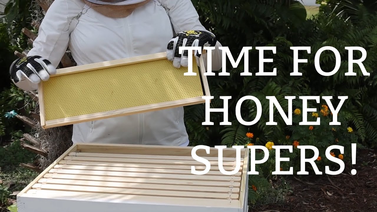 Beekeeping Video #11 - Adding a Honey Super to Hive #2 | Backyard ...