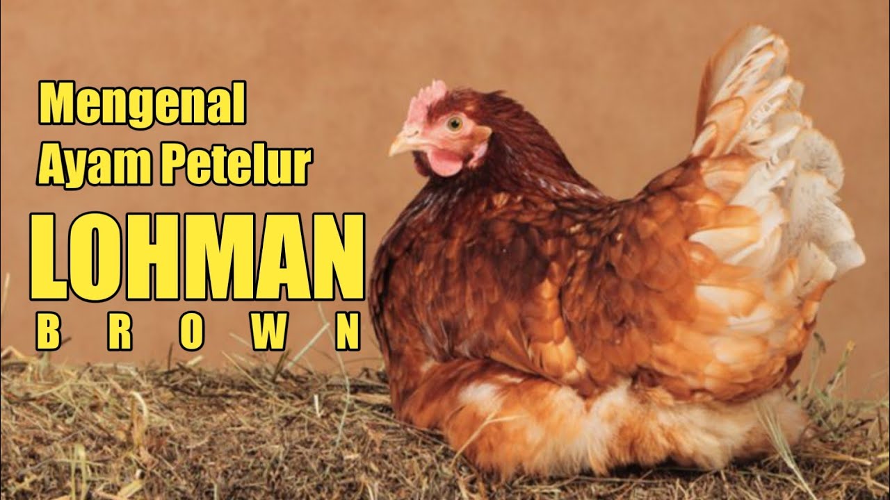 REVIEW NGAPAKTRENI - Mengenal Strain Ayam Petelur Lohman brown - YouTube