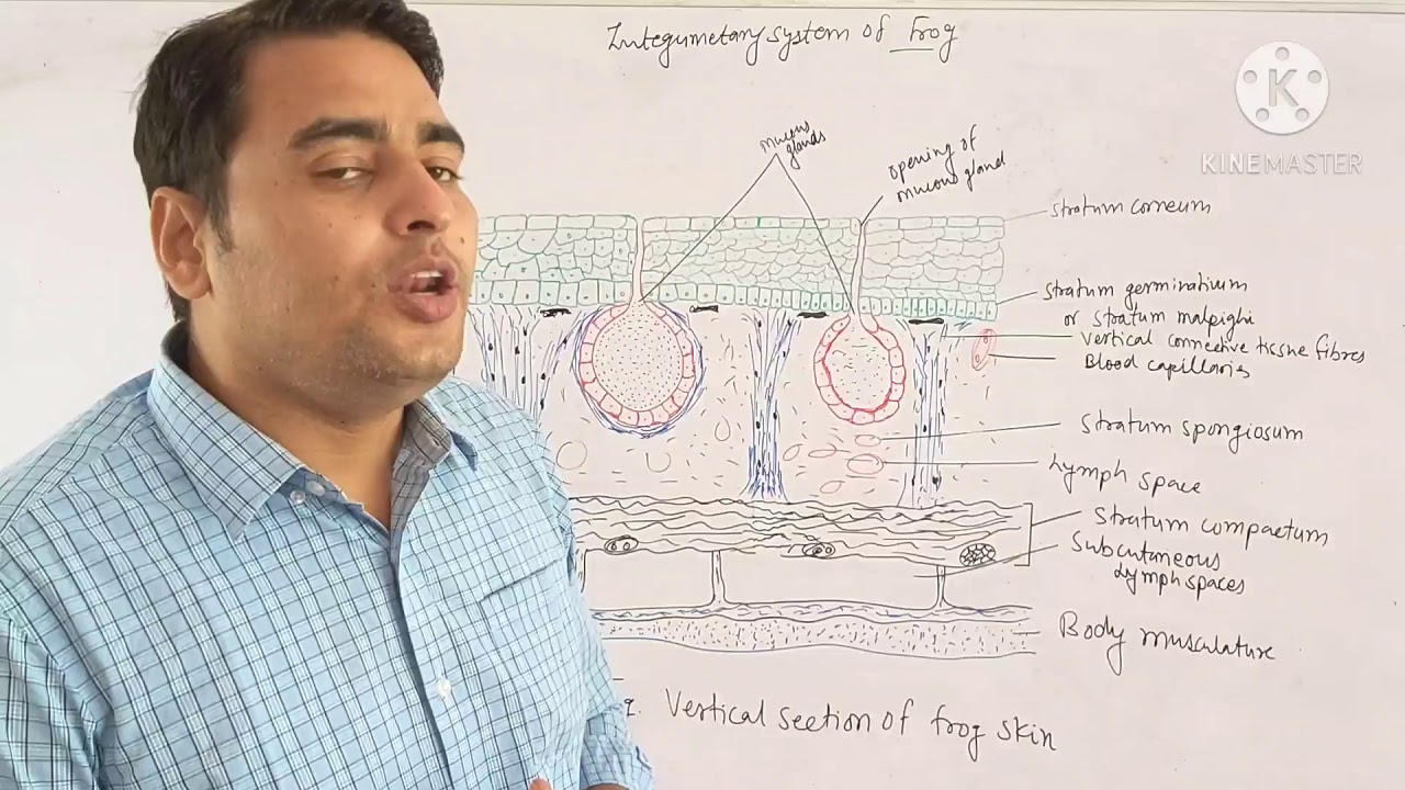 Integumentary system of Frog - YouTube