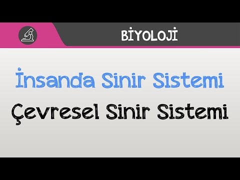 İnsanda Sinir Sistemi - Çevresel Sinir Sistemi