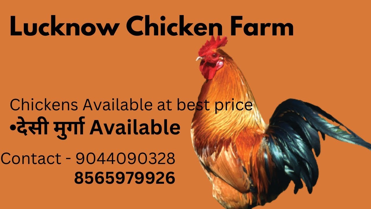 देसी मुर्गा / Desi Chicken Available In Lucknow... / Lucknow Chicken ...