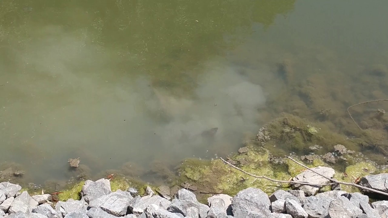 Carp spawning. Making a bed to lay eggs. - YouTube