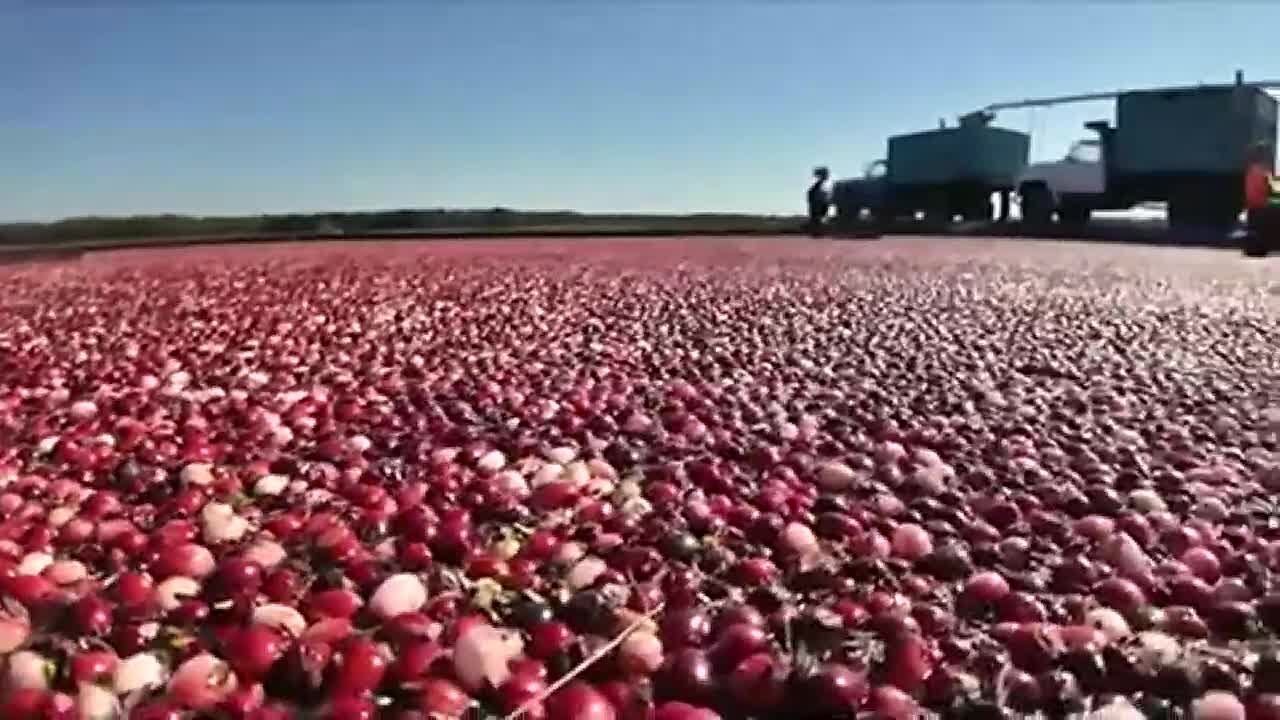 Eye on Agriculture Cranberry crops - YouTube