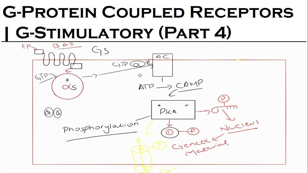 Receptors And Intracellular Signaling | G-Stimulatory (Lecture 4 ...